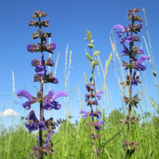 Biologische vaste planten I Natural Bulbs